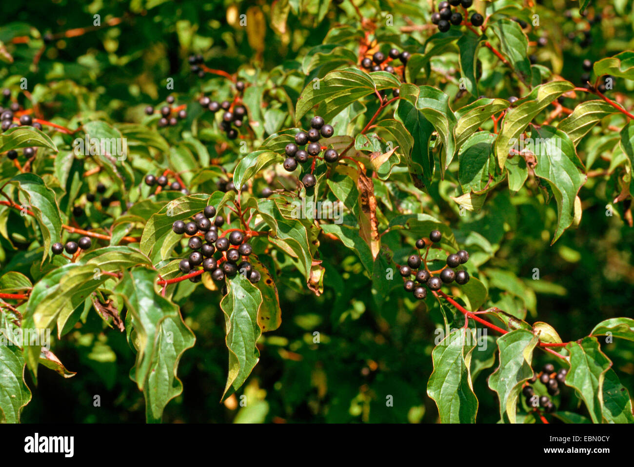 dogwood, dogberry (Cornus sanguinea), fruiting branches, Germany Stock ...