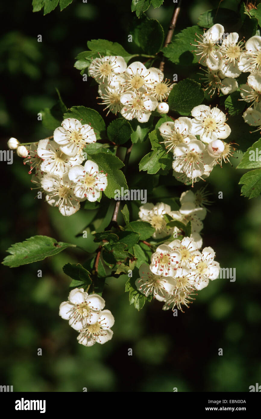 English hawthorn, midland hawthorn (Crataegus laevigata), blooming ...
