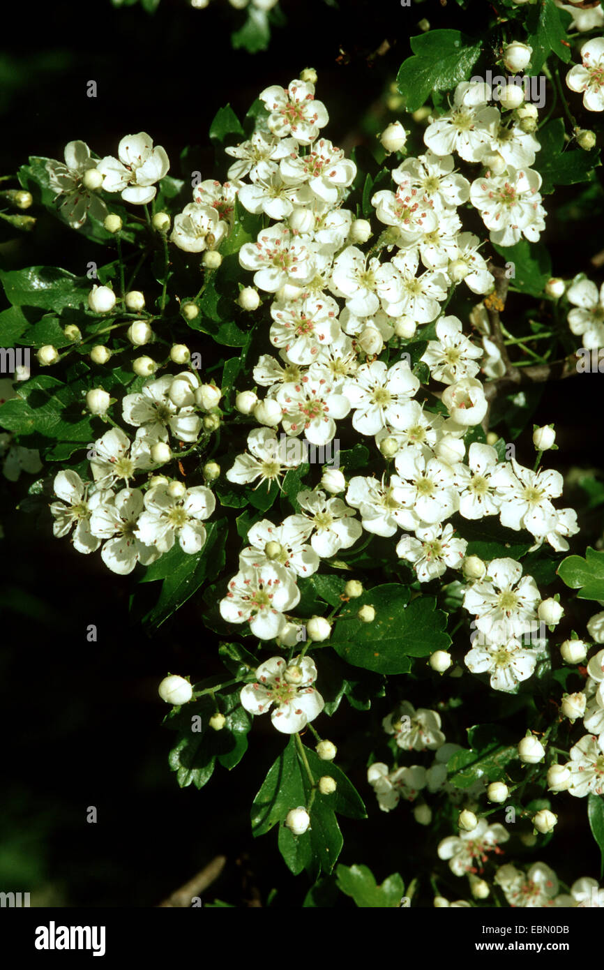 common hawthorn, singleseed hawthorn, English hawthorn (Crataegus ...