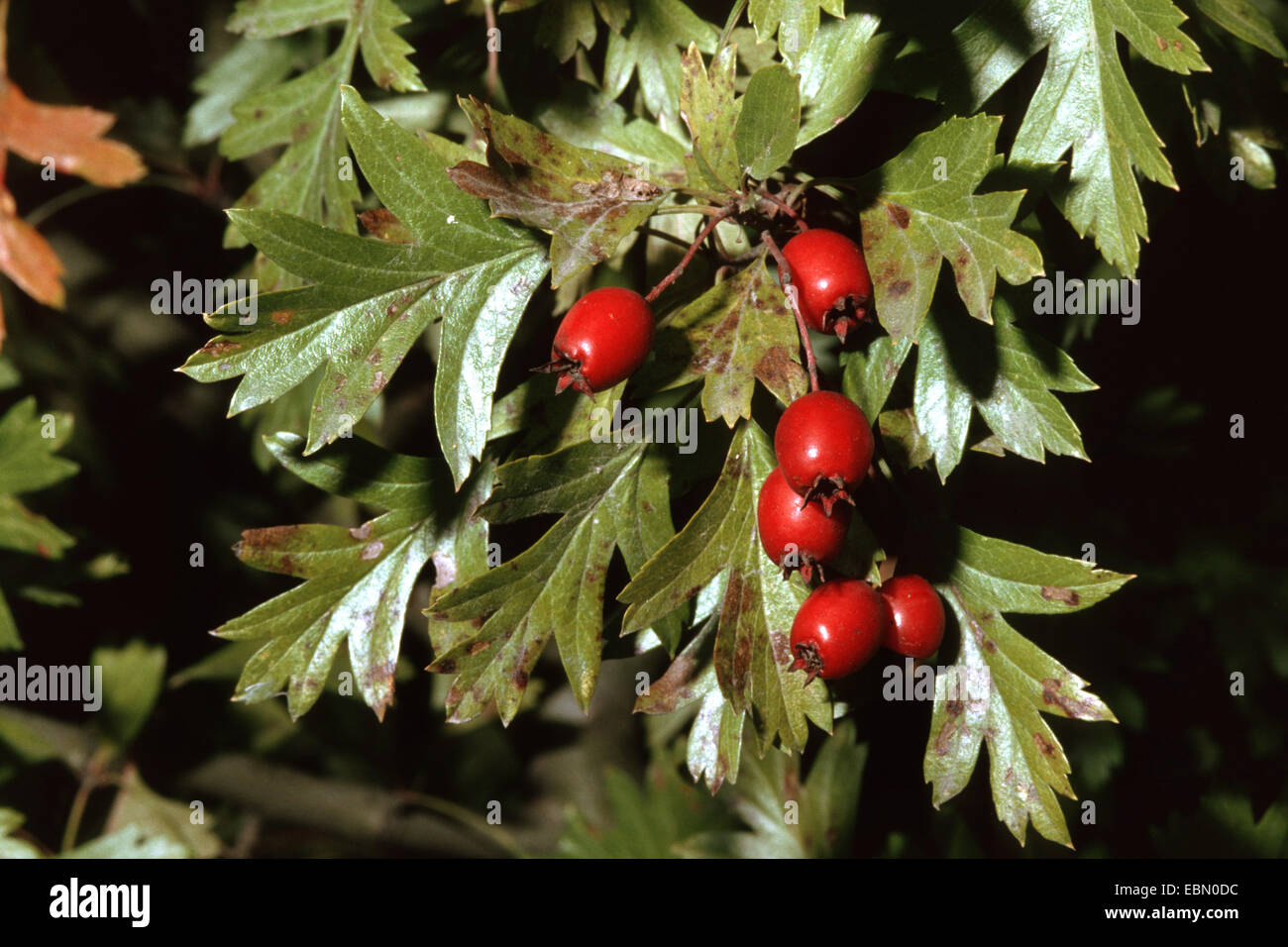 common hawthorn, singleseed hawthorn, English hawthorn (Crataegus ...