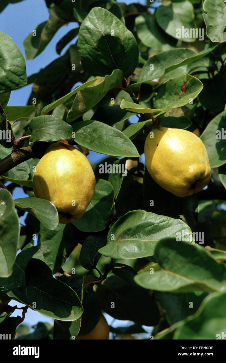 Cydonia oblonga fruit and twig hi-res stock photography and images - Alamy