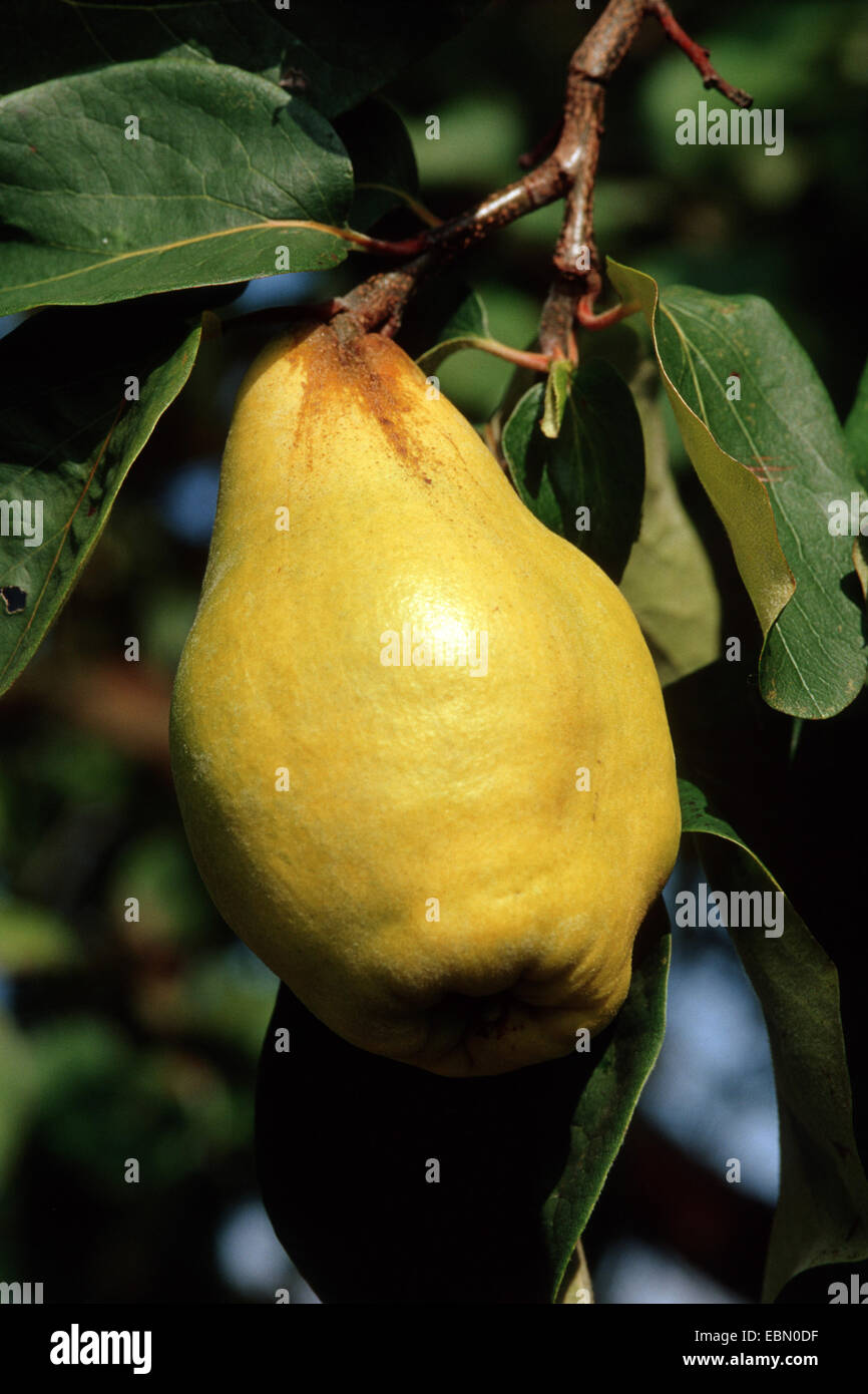 Common quince (Cydonia oblonga), quince on a tree Stock Photo - Alamy