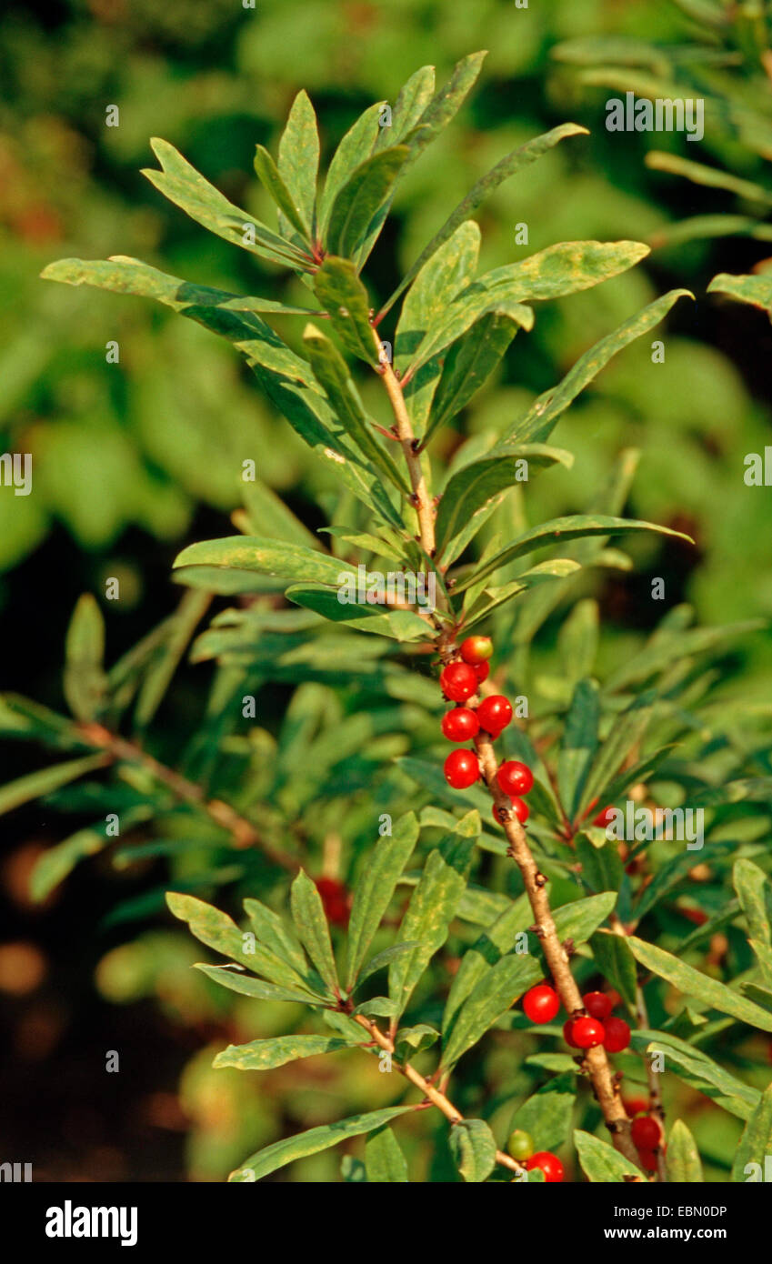 mezereon, February daphne (Daphne mezereum), branch with fruits ...