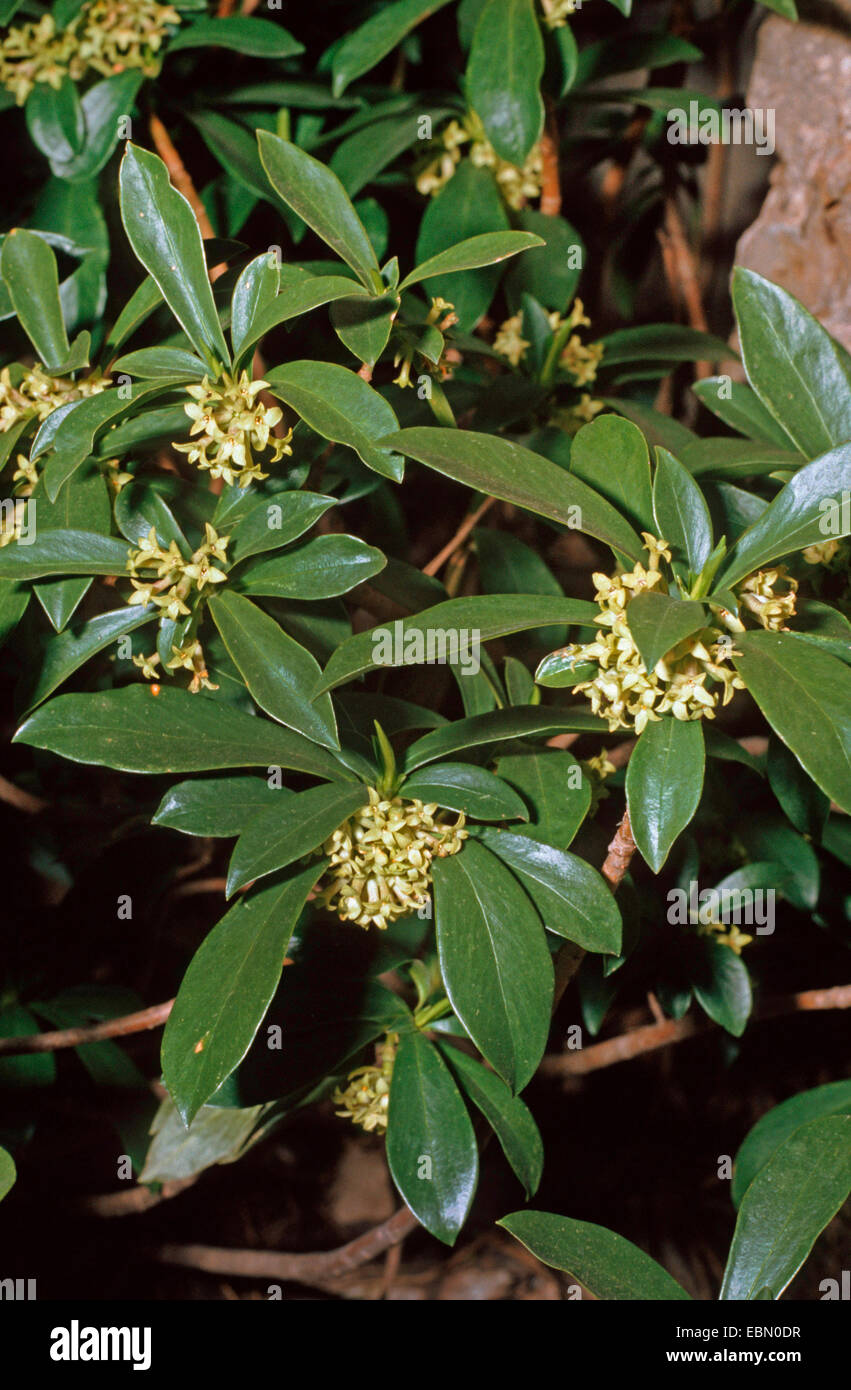 spurge-laurel (Daphne laureola), blooming, Germany Stock Photo - Alamy