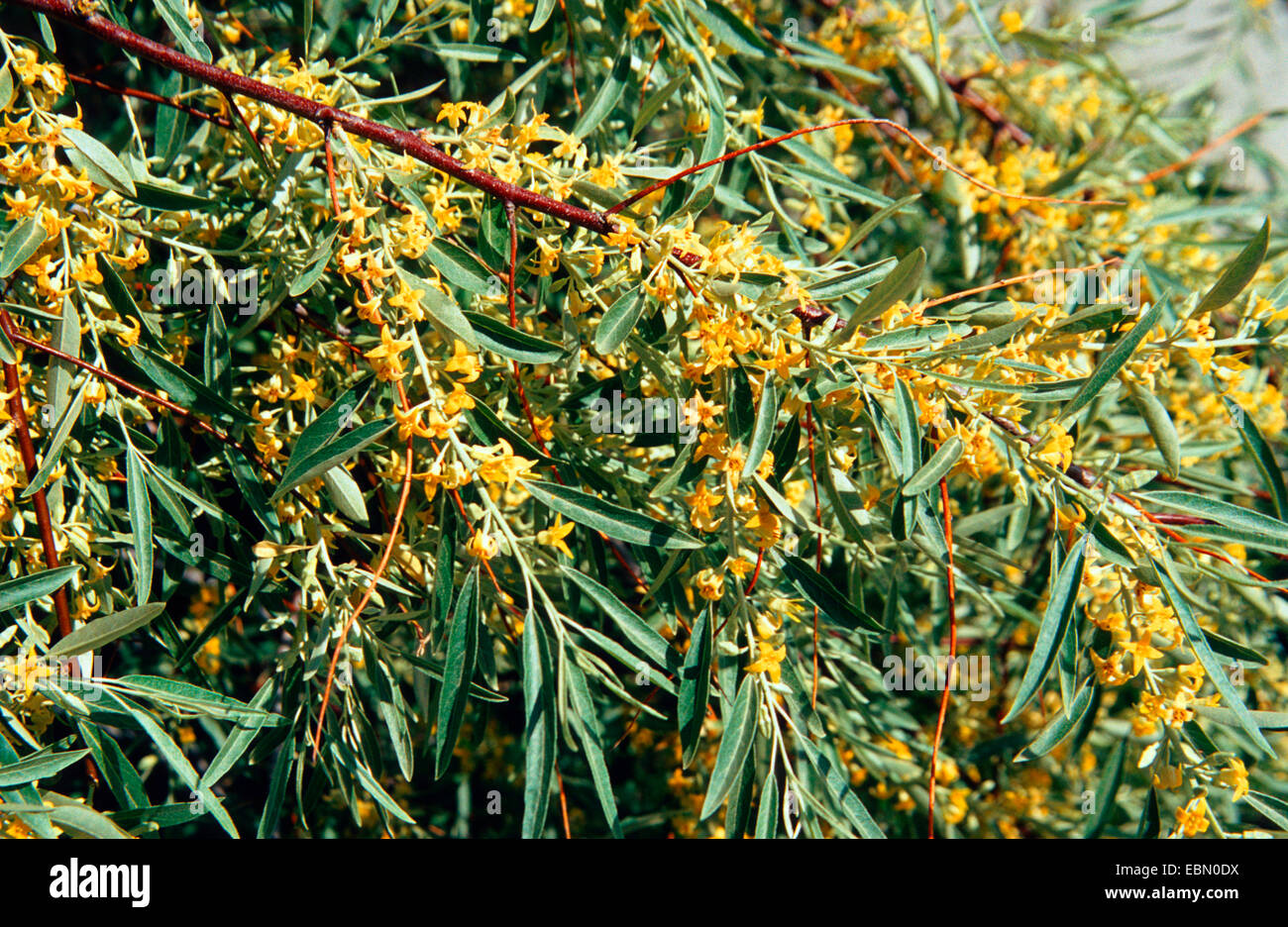 Russian olive, oleaster, trebizond date (Elaeagnus angustifolia ...