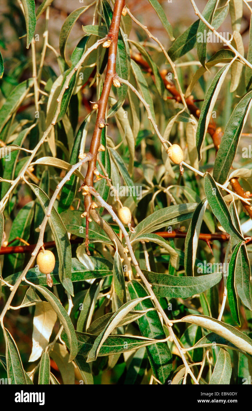 Russian olive, oleaster, trebizond date (Elaeagnus angustifolia ...