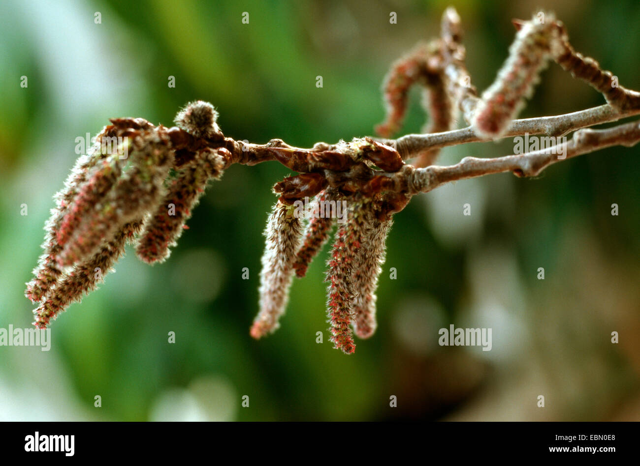 European aspen (Populus tremula), male inflorescences, Germany Stock ...