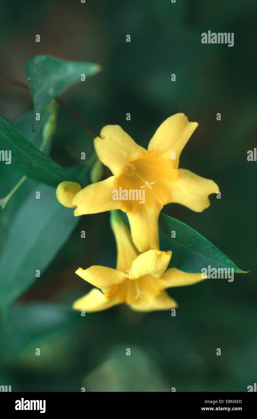 False jasmine hi-res stock photography and images - Alamy