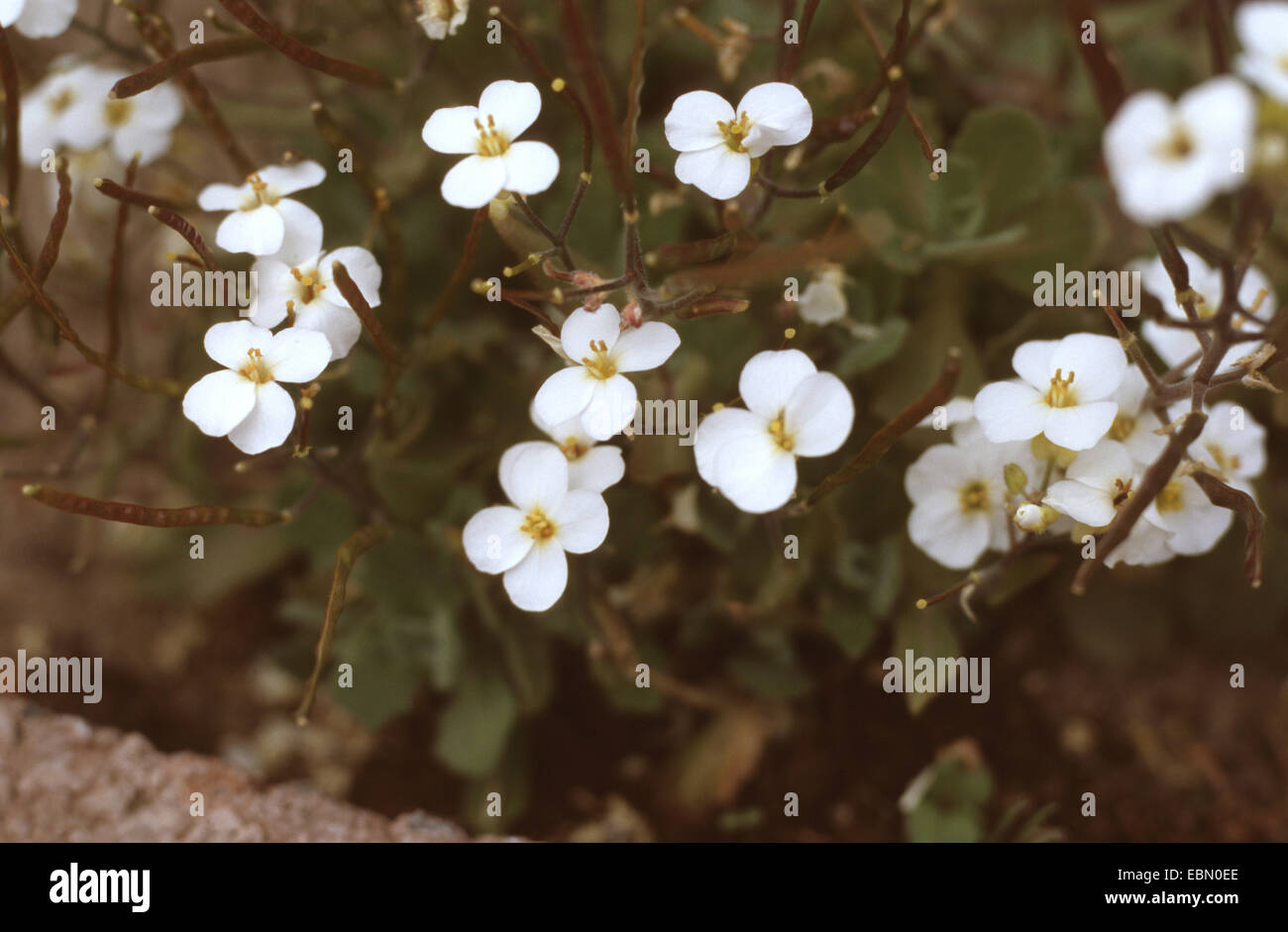 garden arabis, snow-in-summer, Snow on the mountain, variegated Wall ...