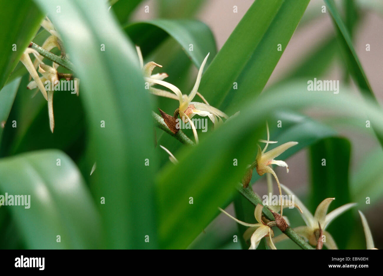 Eria javanica (Eria javanica), blooming Stock Photo - Alamy