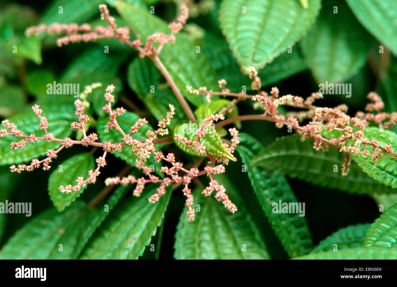 Artillery Plant, Gun Powder Plant (Pilea crassifolia), blooming Stock ...