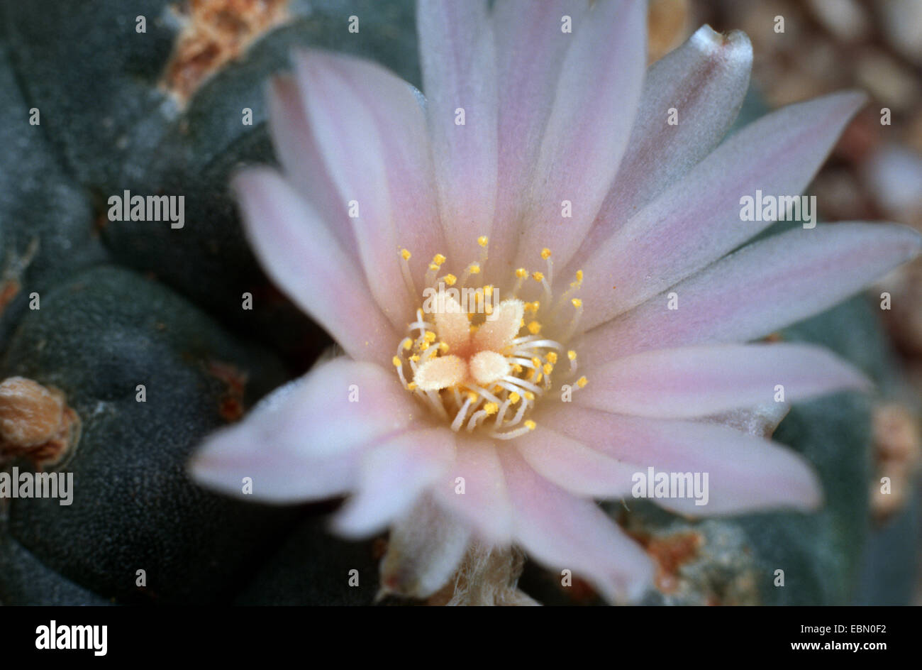 peote, piotl, challote, mescal, rais diabolica, dry whiskey, dumpling ...