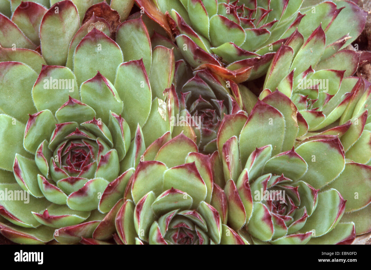 hen-and-chickens, house-leek, houseleek, common houseleek (Sempervivum ...
