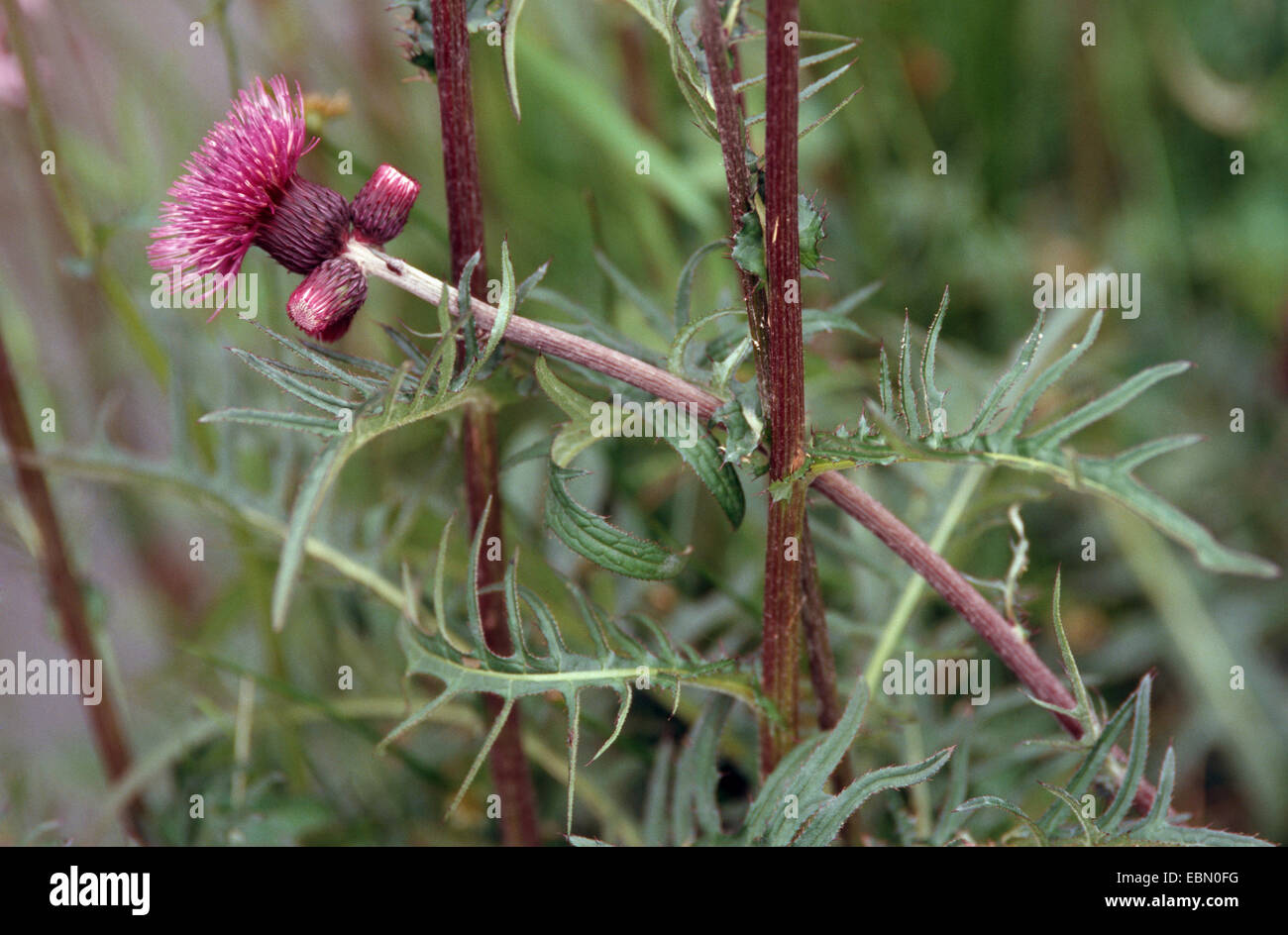 Cirsium rivulare (Cirsium rivulare), blooming, Germany Stock Photo - Alamy