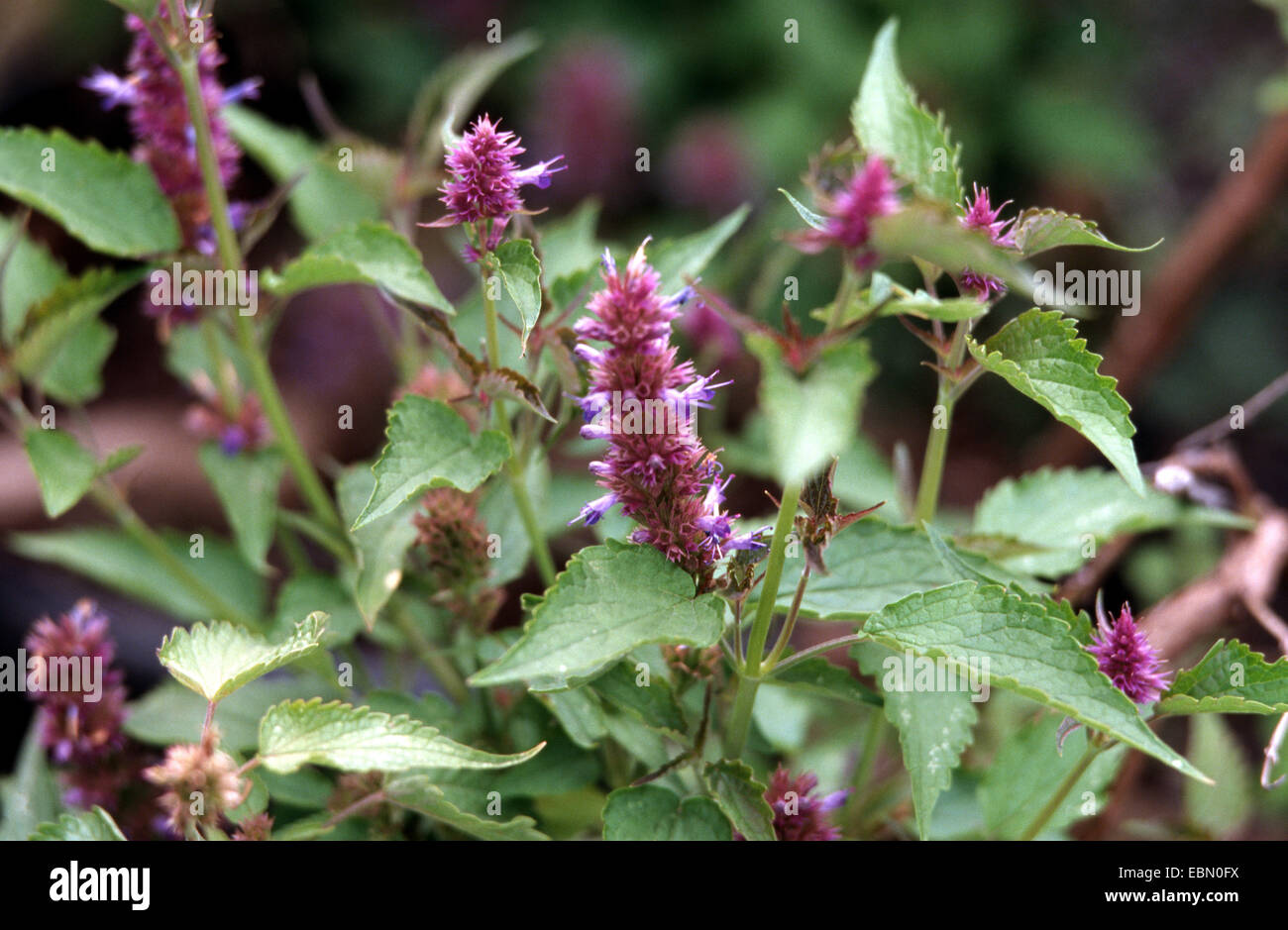 Mexican lemon hyssop (Agastache mexicana), blooming Stock Photo - Alamy