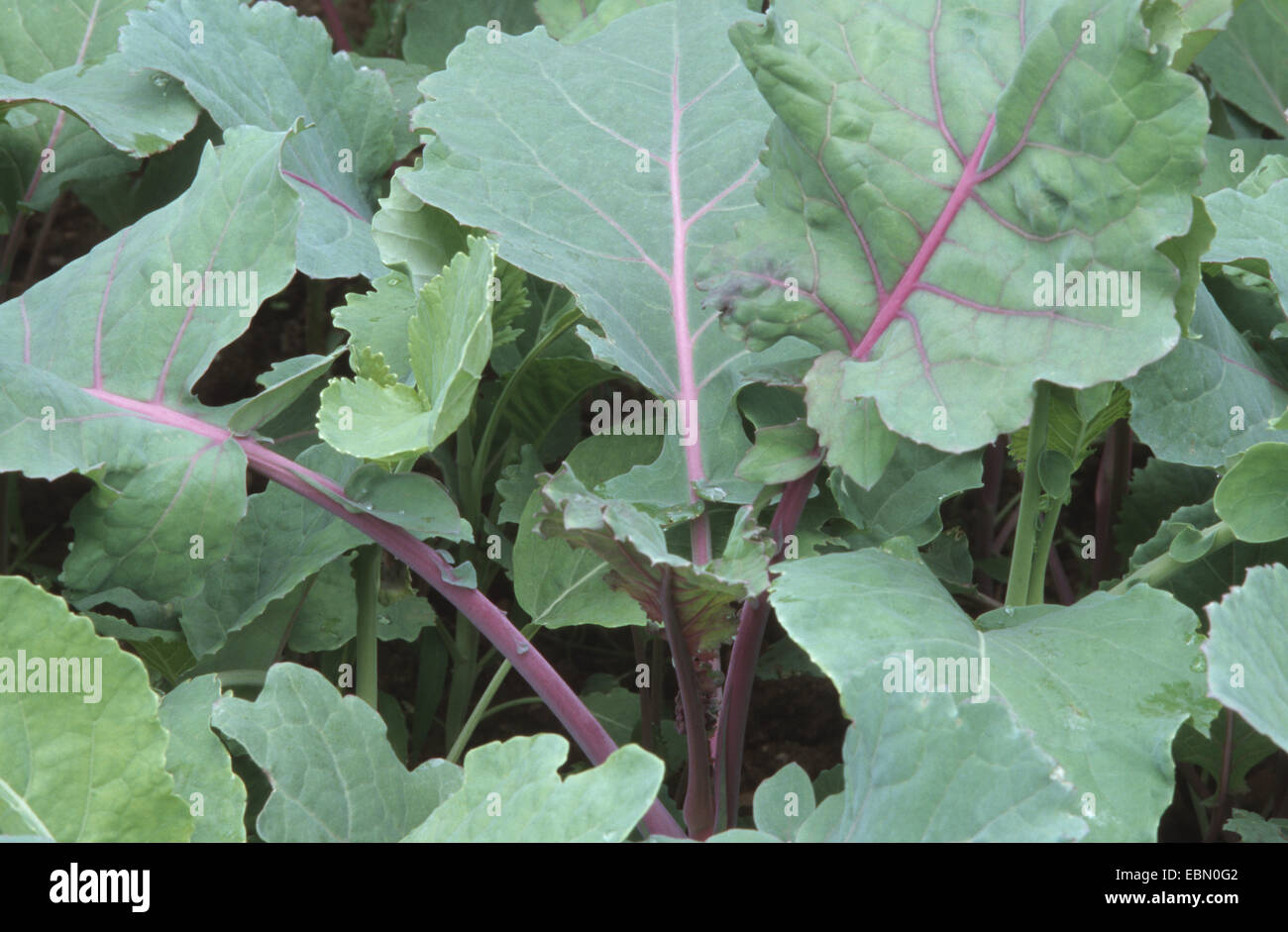 Medullosa On Medullosa Pusilla