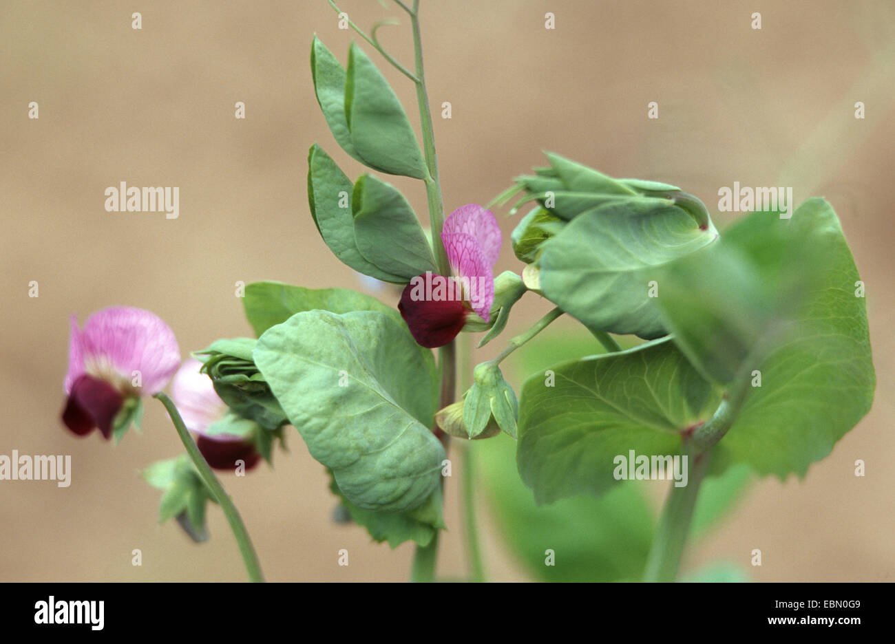 Pisum Sativum Flowers Stock Photos & Pisum Sativum Flowers Stock Images ...