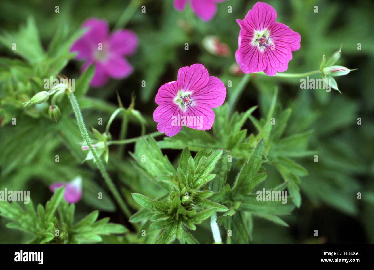 marsh cranesbill (Geranium palustre), blooming, Germany Stock Photo - Alamy