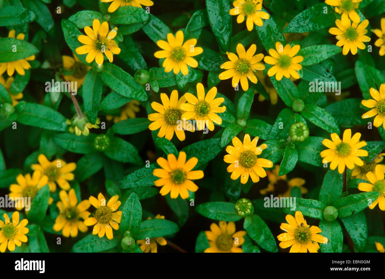 Creeping zinnia, Mexican creeping zinnia (Sanvitalia procumbens ...