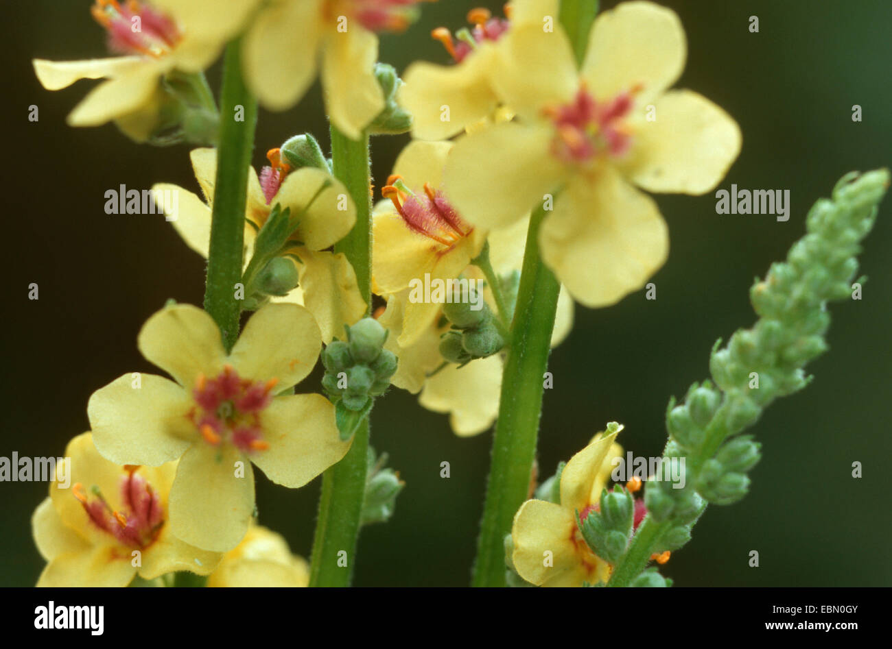 black mullein (Verbascum nigrum), blooming Stock Photo - Alamy