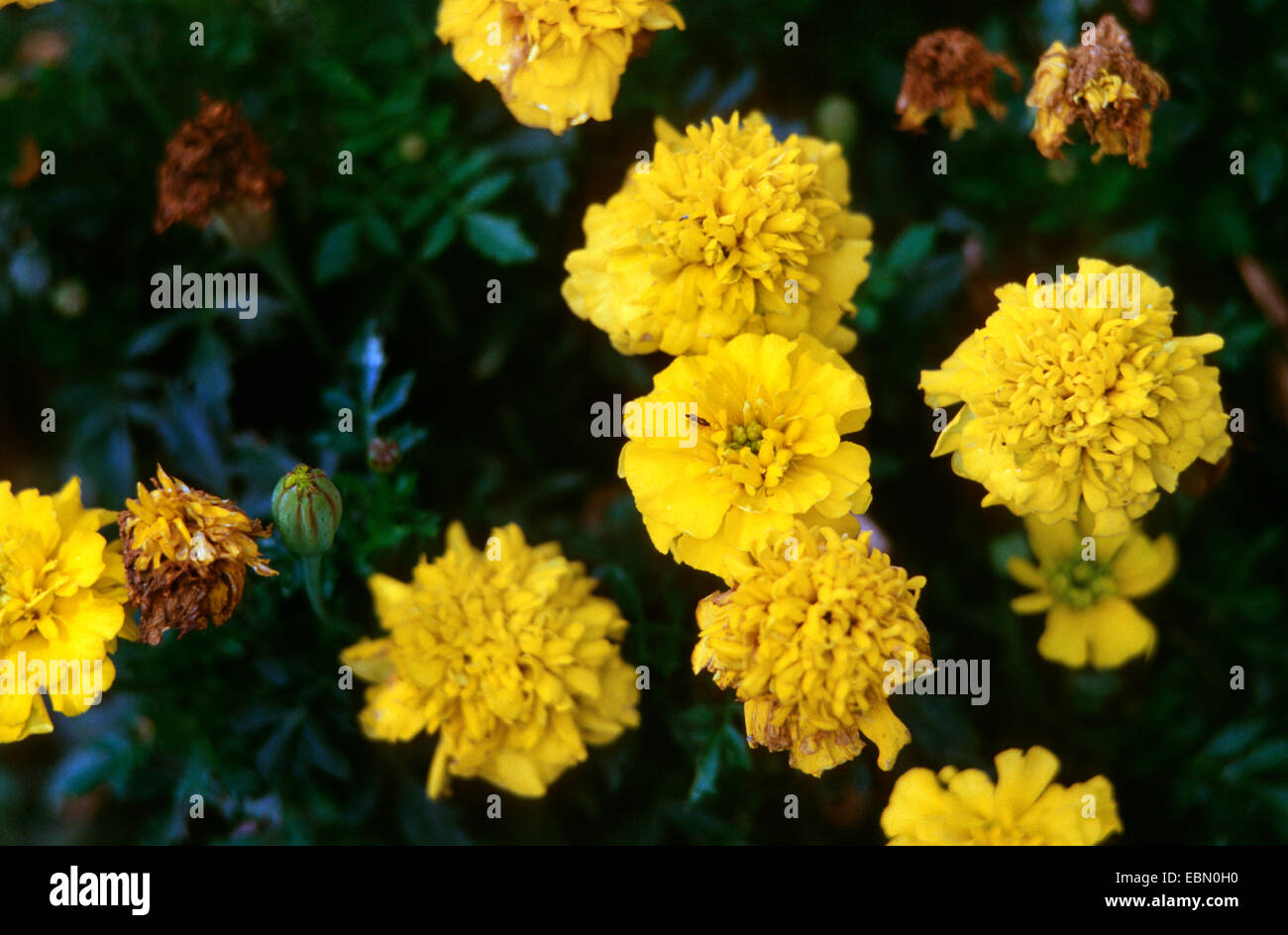 French marigold (Tagetes patula), cultivar Yellow jacket Stock Photo ...
