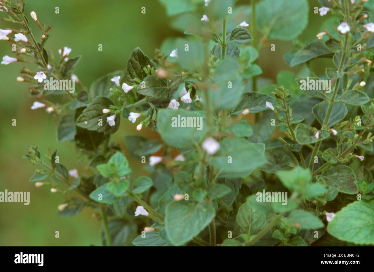nepitella, Lesser Calamint (Calamintha nepeta), blooming Stock Photo ...