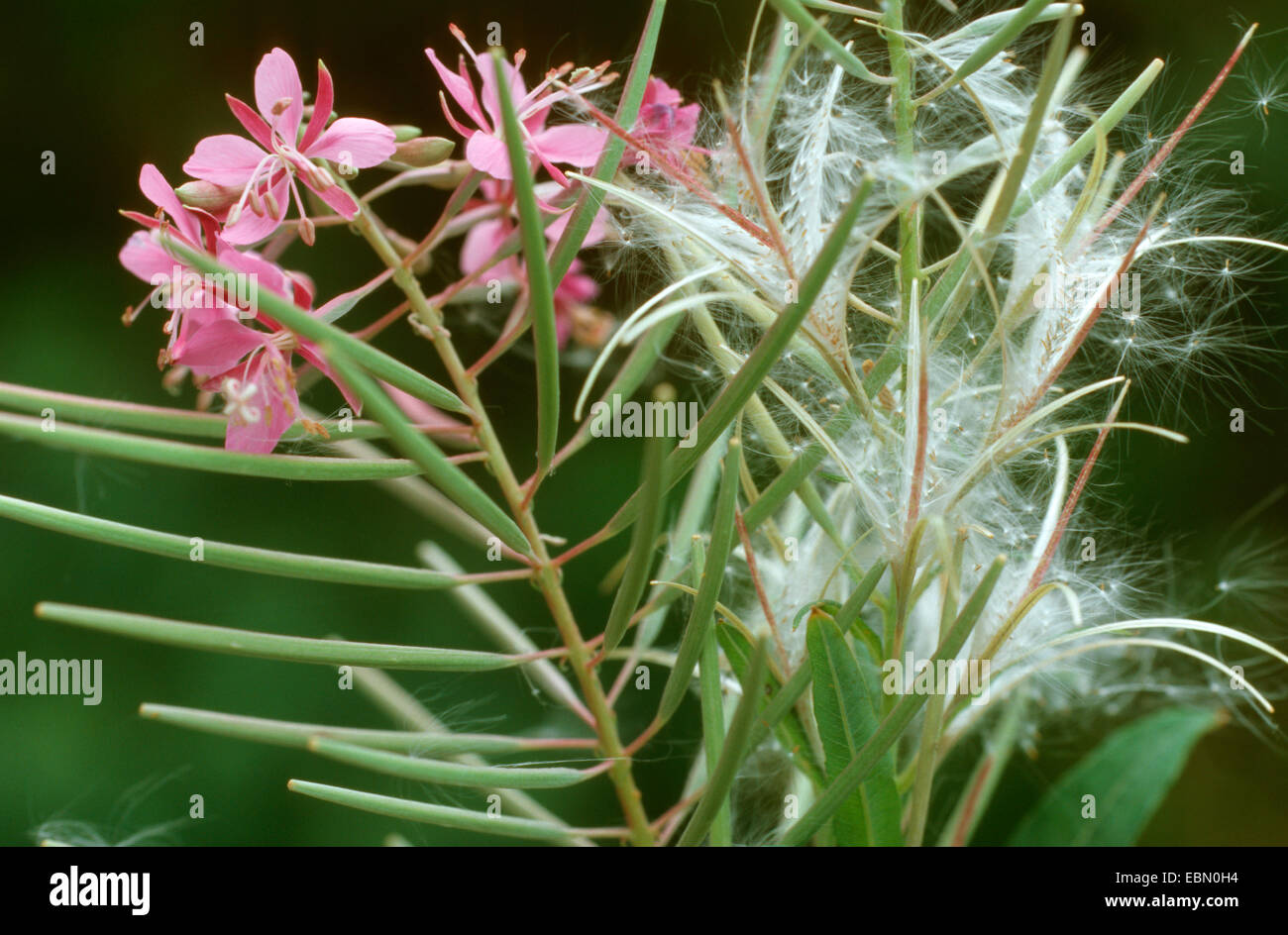 Fireweed, blooming sally, Rosebay willow-herb, Great willow-herb ...