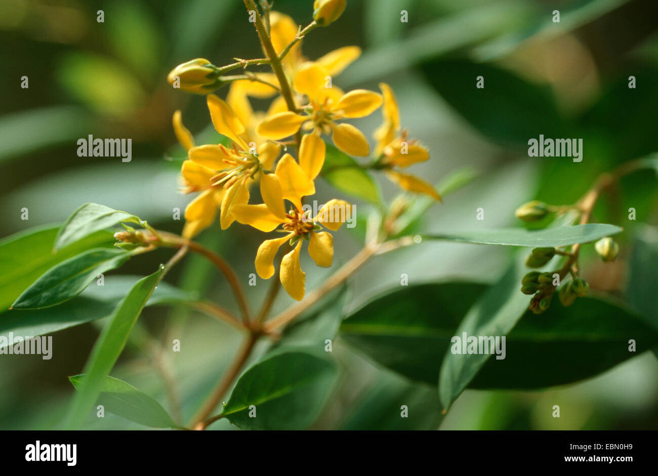 Galphimia glauca (Galphimia glauca, Thryallis glauca ), blooming Stock ...