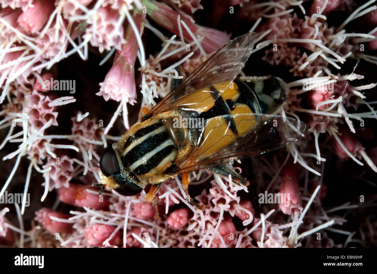 Helophilus trivittatus (Helophilus trivittatus), on Eupatorium ...