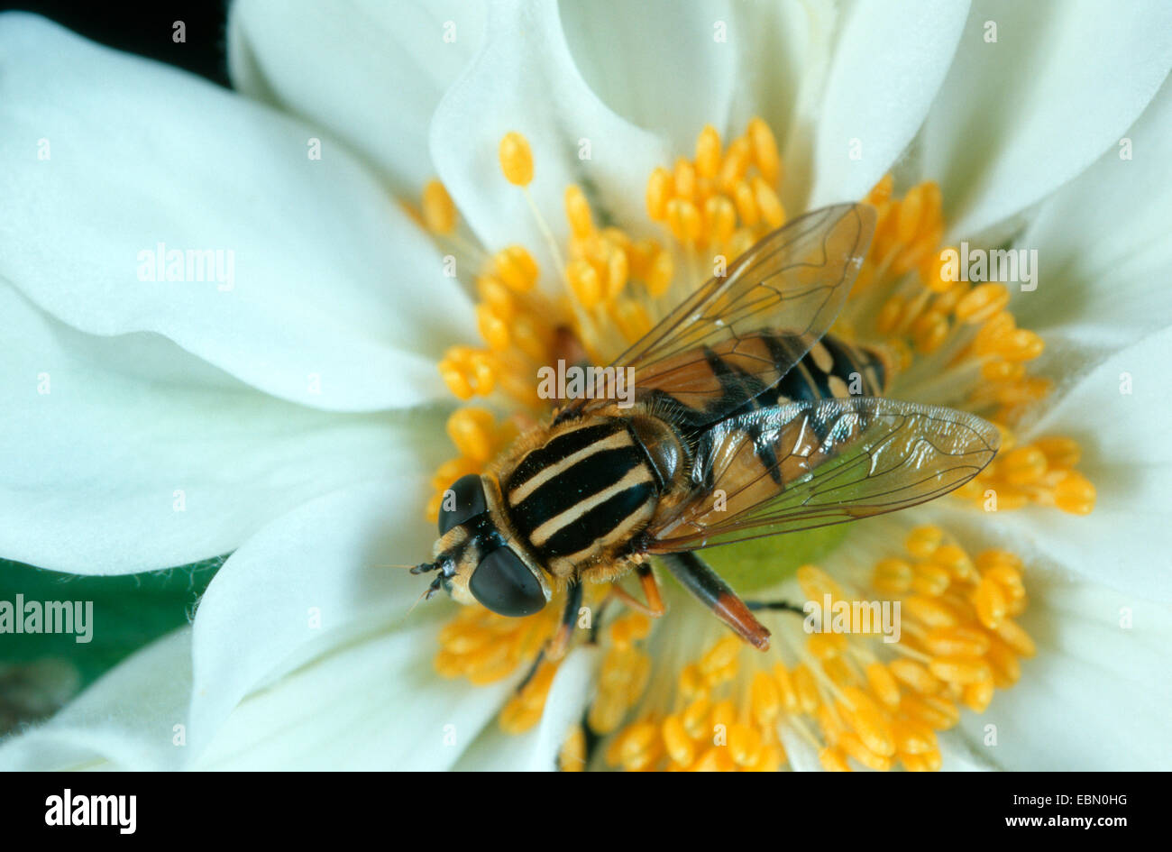 Helophilus pendulus (Helophilus pendulus), sitting on a white flower ...