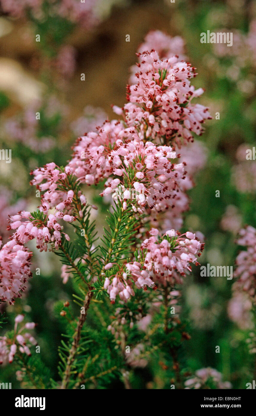 Mediterranean Heath (Erica multiflora), blooming branch Stock Photo - Alamy