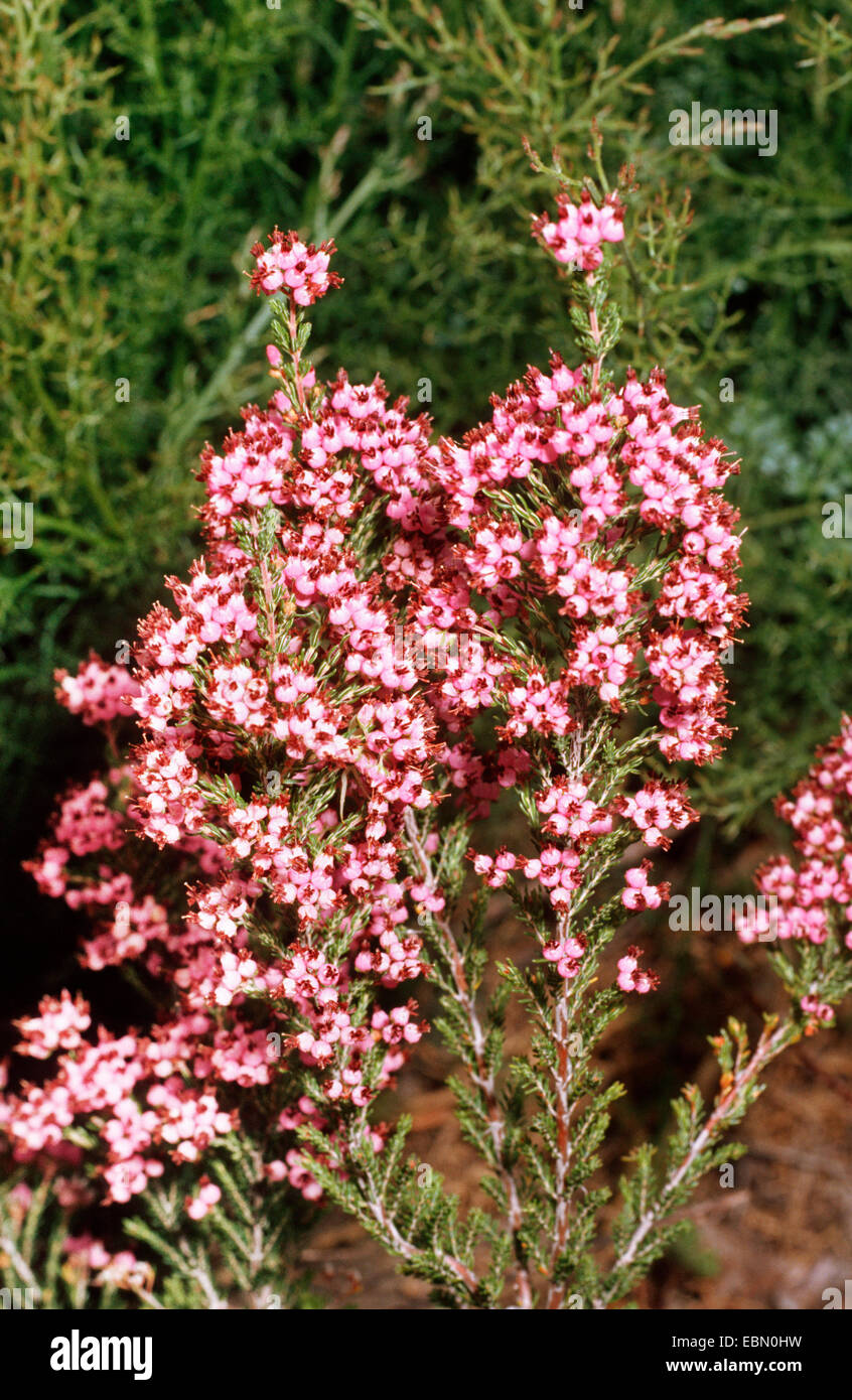 Dwarf Spanish heath (Erica umbellata), blooming branches, Spain Stock ...