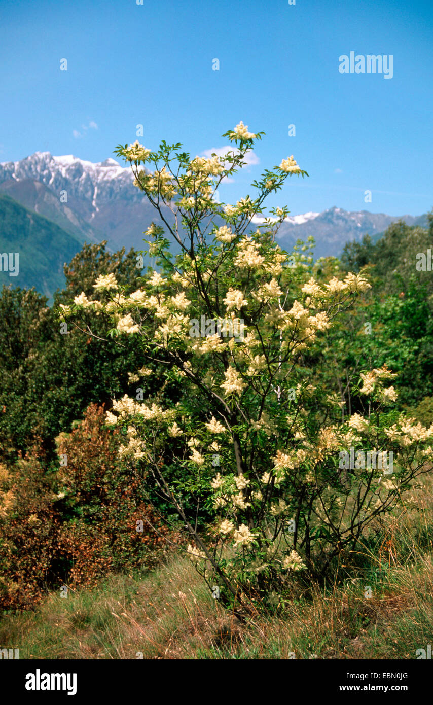 Manna ash (fraxinus ornus) hi-res stock photography and images - Alamy