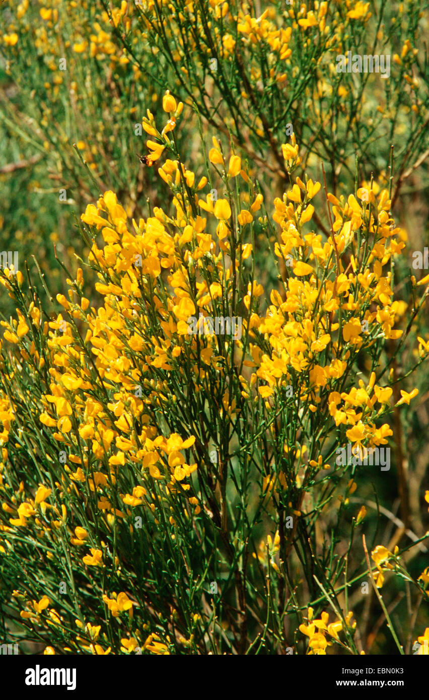 Native broom hi-res stock photography and images - Alamy