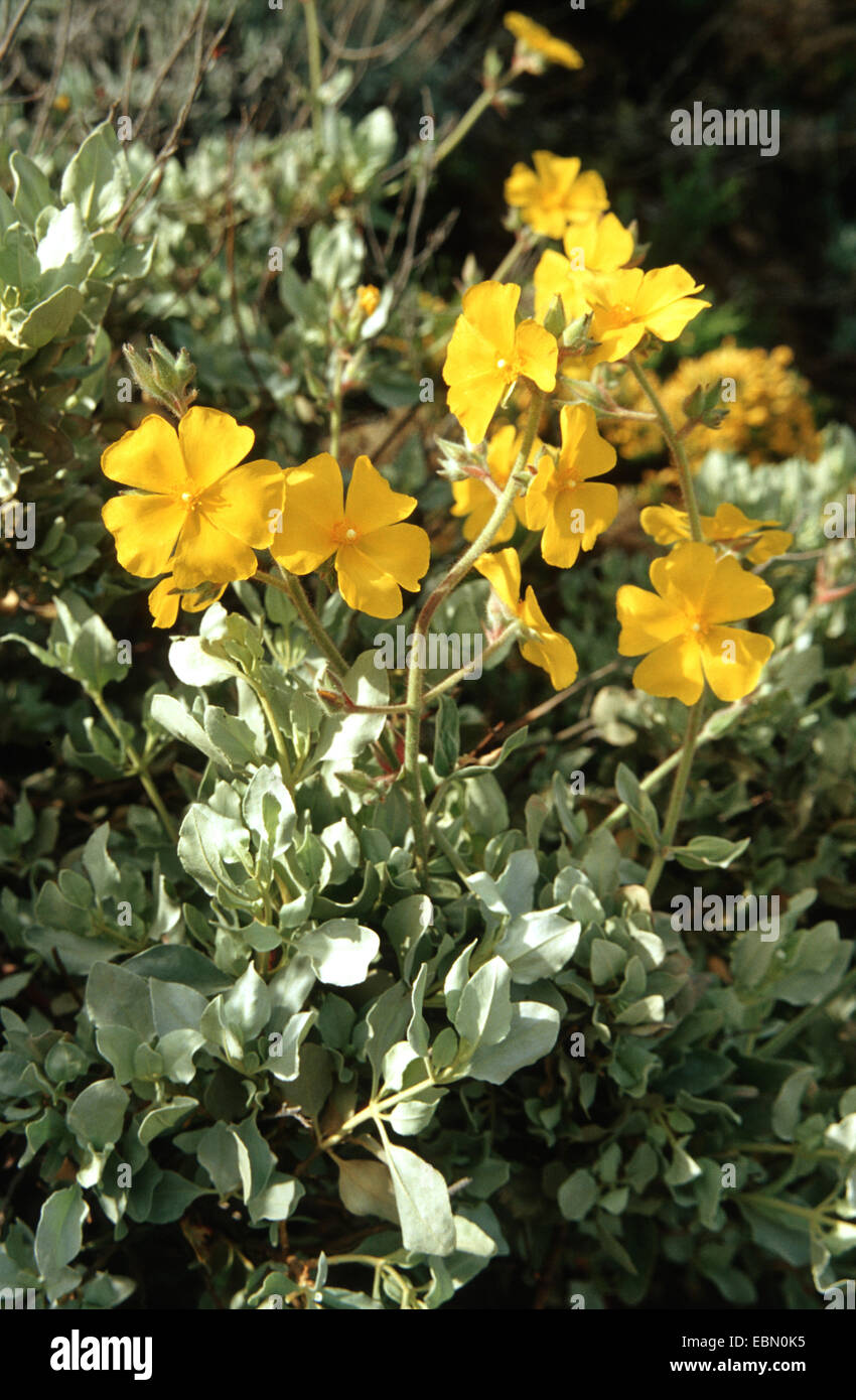 Yellow Rockrose, Jara Blanca (Halimium atriplicifolium), blooming Stock ...