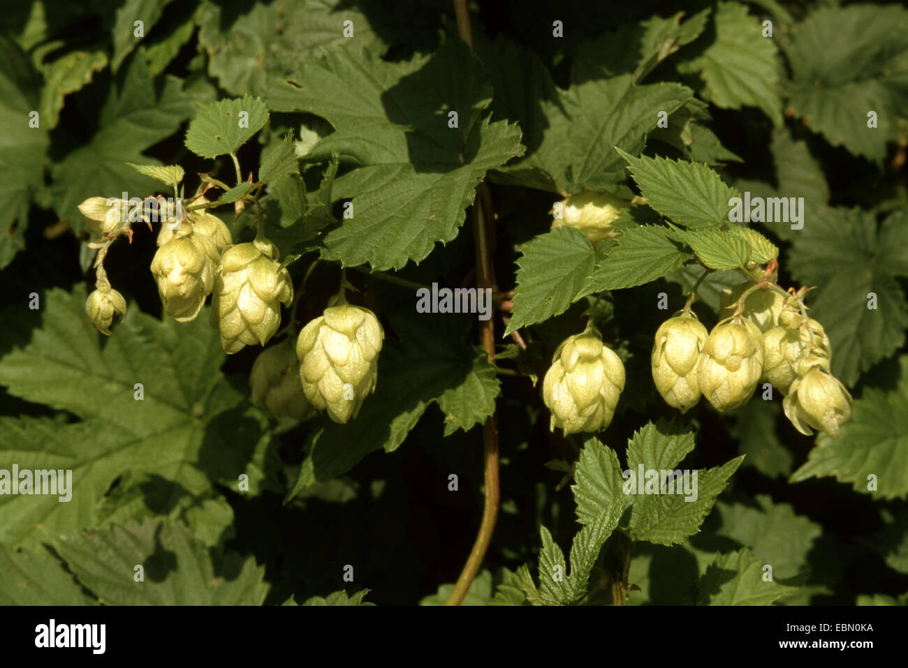 Mature hemp plants hi-res stock photography and images - Alamy