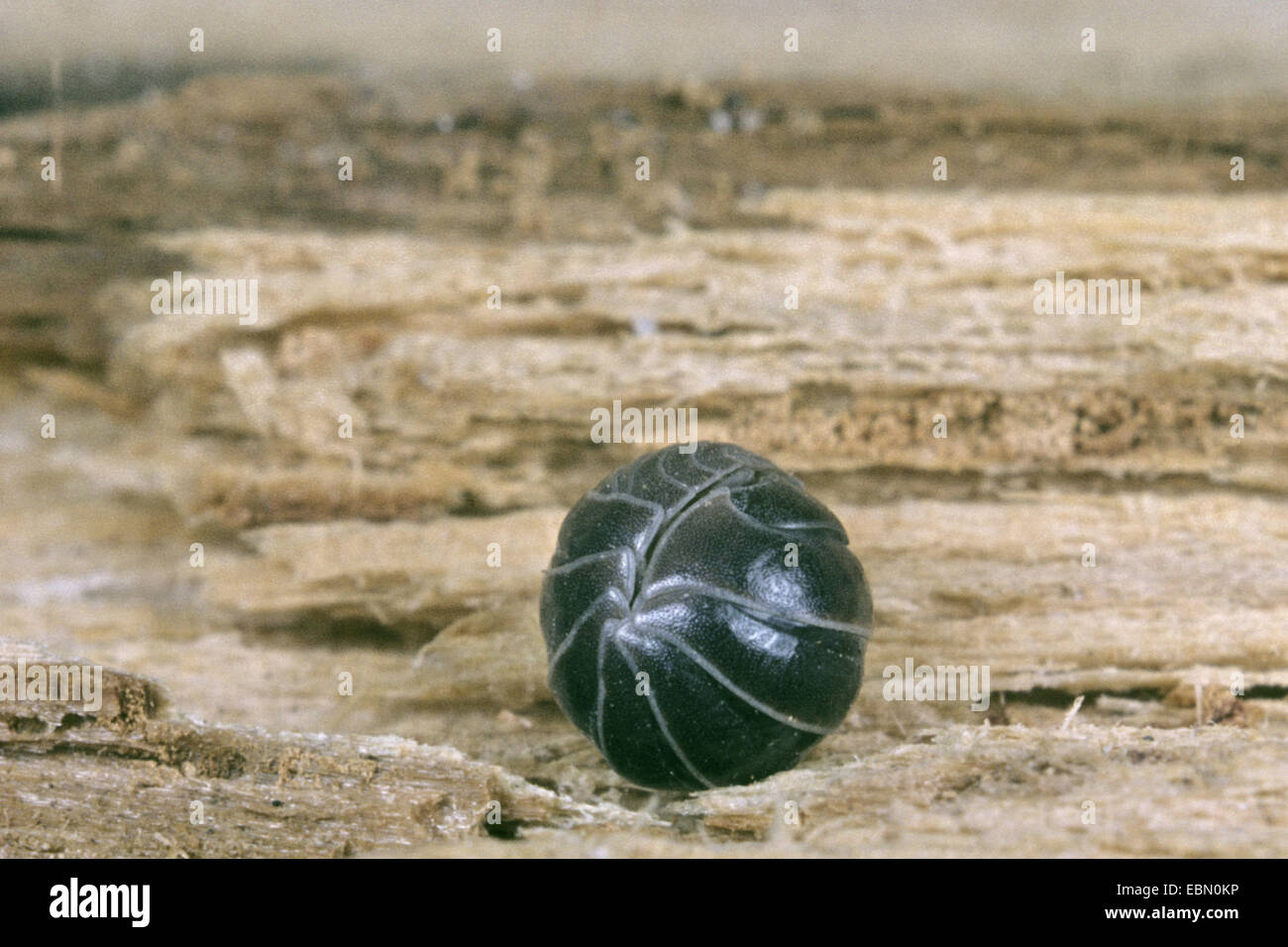 common woodlouse, common pillbug, sow bug (Armadillidium vulgare ...