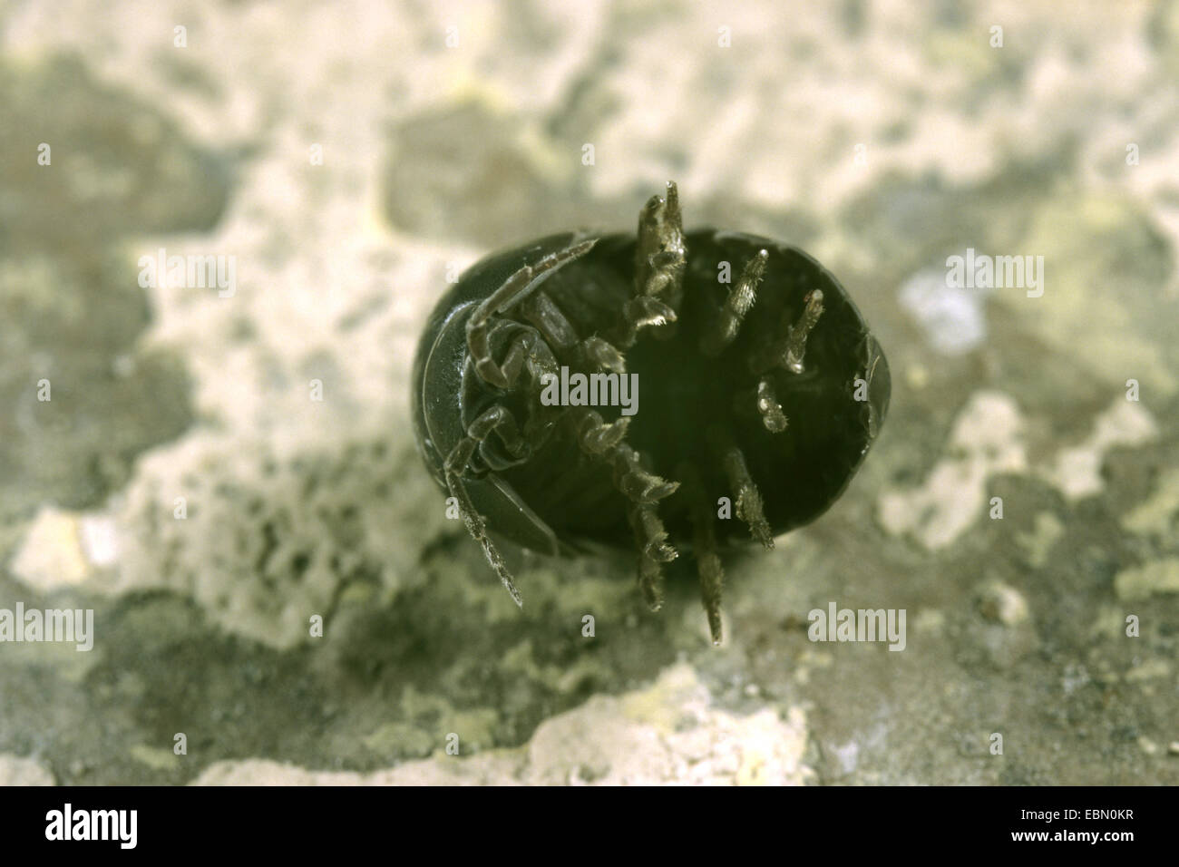 Rolled up legs hi-res stock photography and images - Alamy