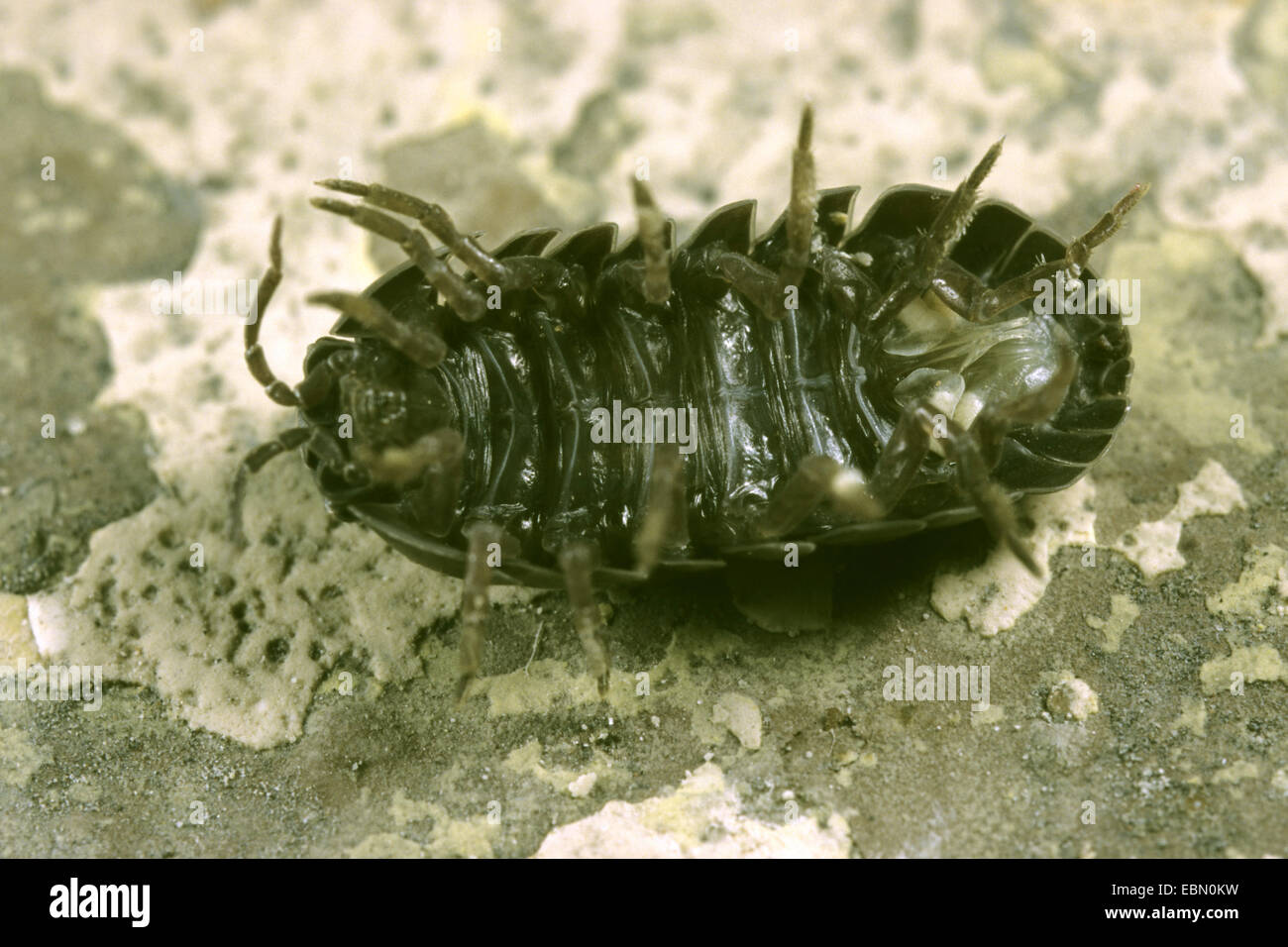 common woodlouse, common pillbug, sow bug (Armadillidium vulgare), in ...