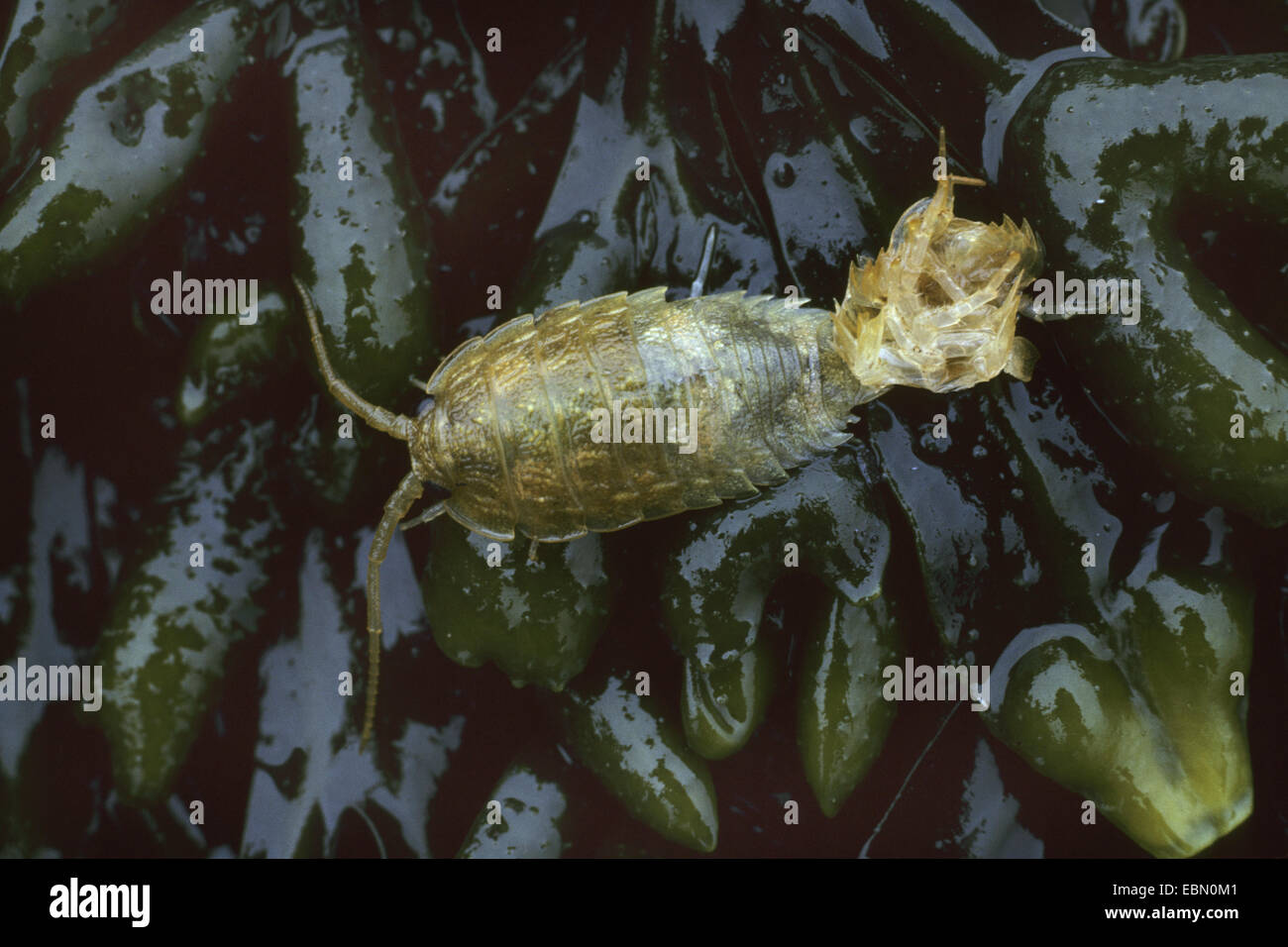 great sea-slater, sea slater (quay-louse) (Ligia oceanica), skinning ...