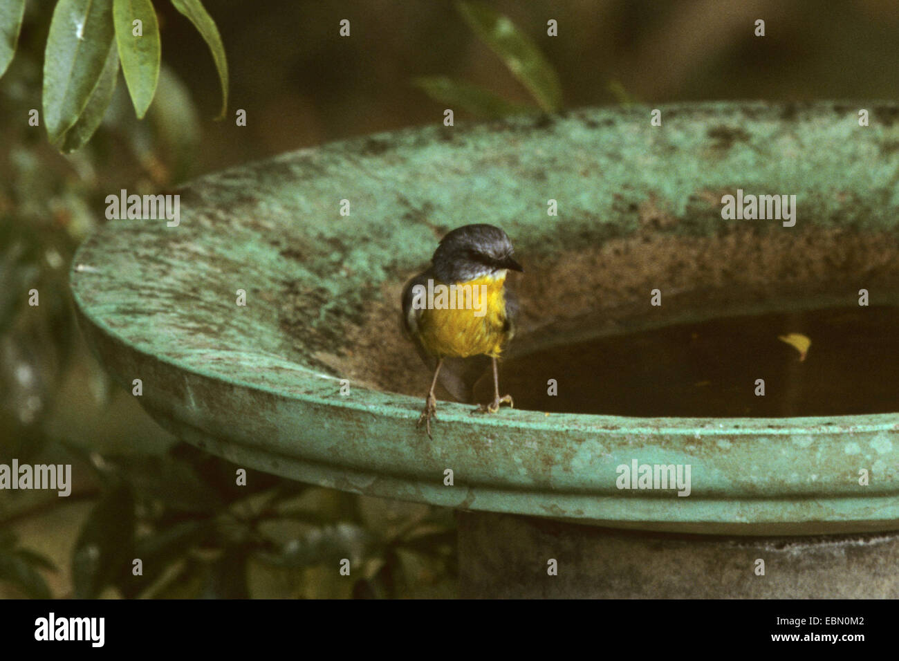 Robin bird bath hi-res stock photography and images - Alamy