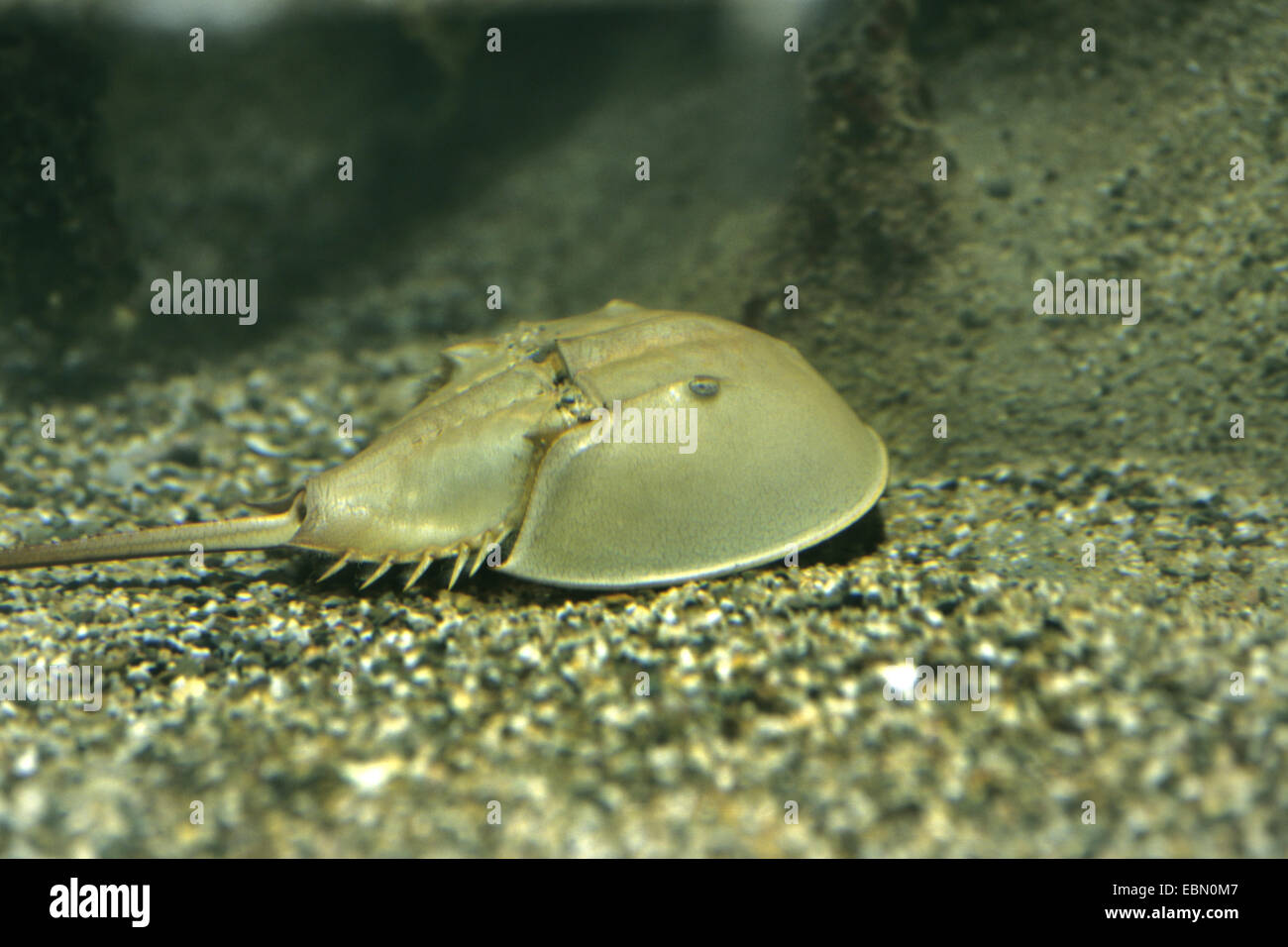 Atlantic horseshoe crab (Limulus polyphemus), on sand Stock Photo - Alamy