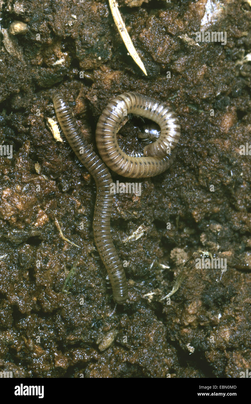 Thousand leggers hi-res stock photography and images - Alamy