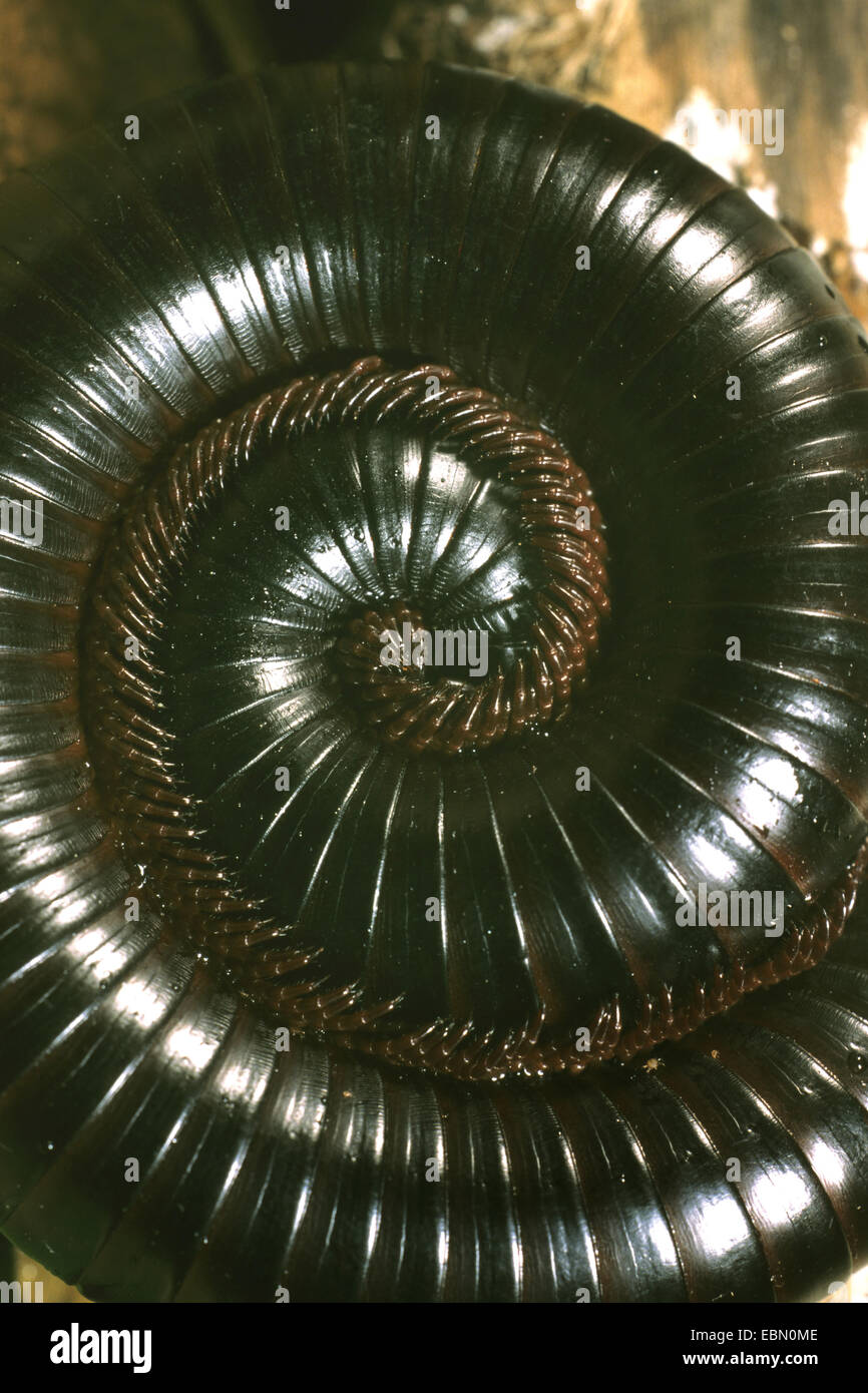 Giant millipedes spirostreptus seychellarum hi-res stock photography ...