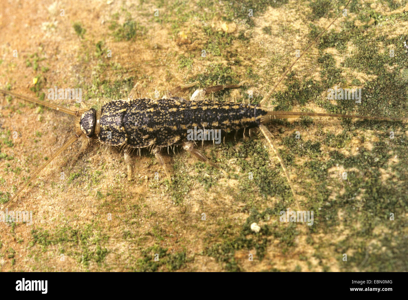 Ctenolepisma lineata lineata hi-res stock photography and images - Alamy