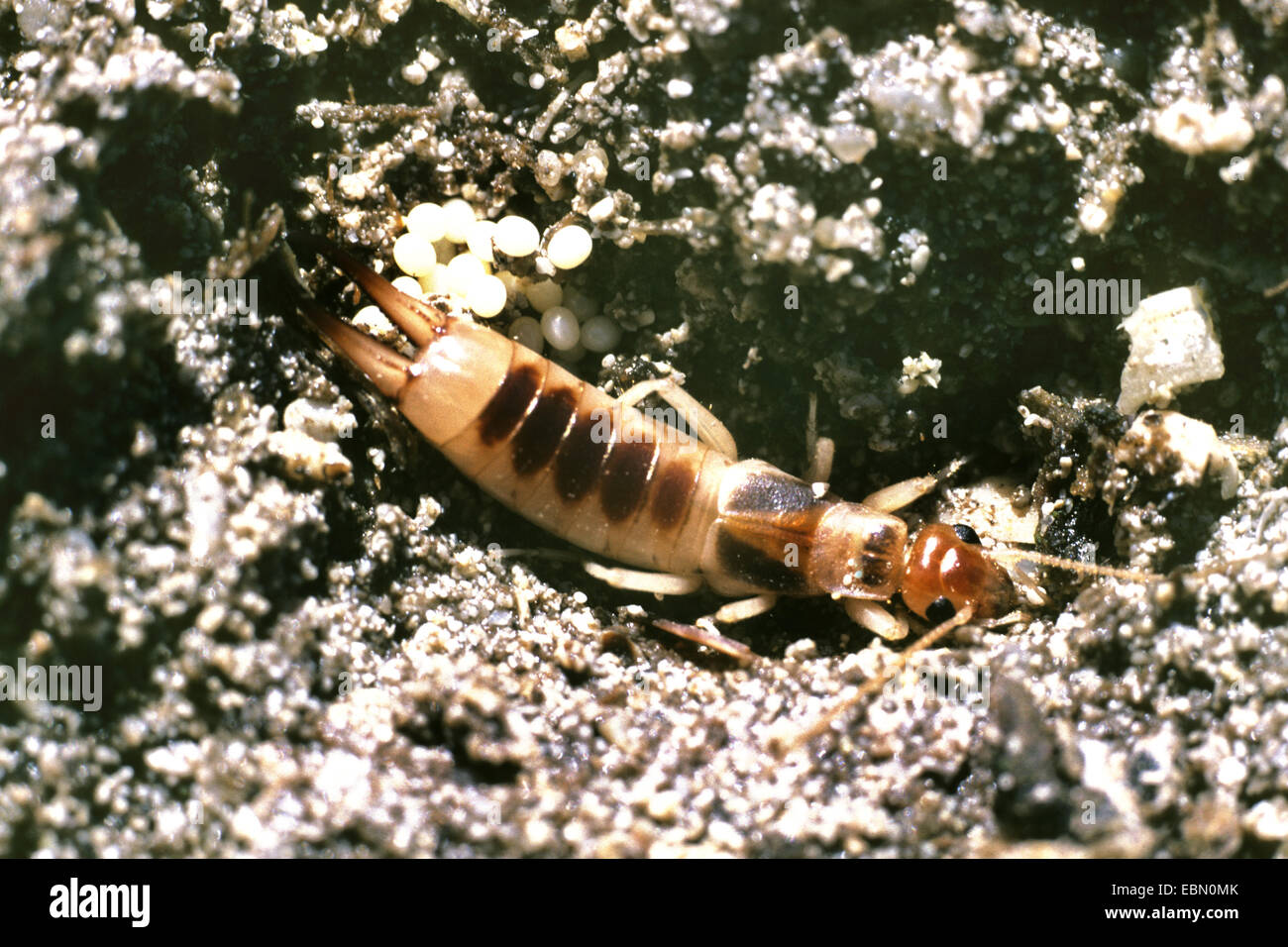 Tawny earwig, Giant earwig (Labidura riparia), brood care Stock Photo ...