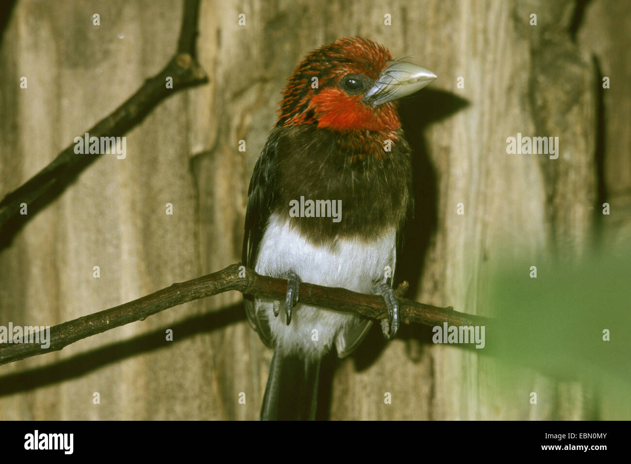 brown-breasted barbet (Lybius melanopterus), sitting on a branch Stock ...