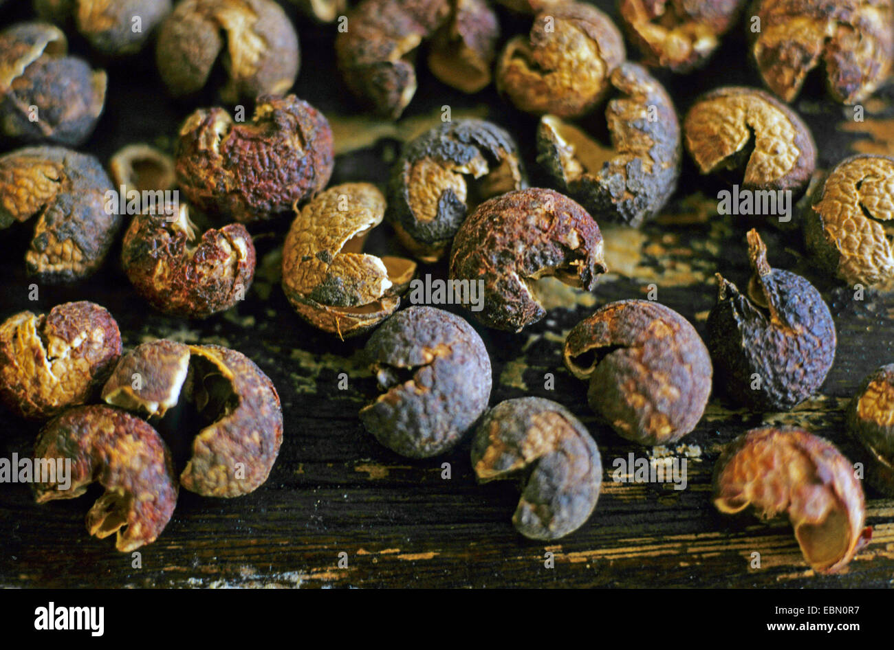 levant berry, indicus cocculus (Anamirta paniculata, Anamirta cocculus ...