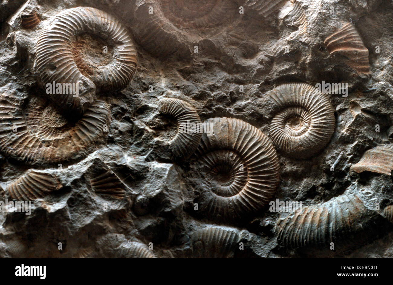 perisphinctes, perisphinctes ammonite (Perisphinctes spec.), Jurassic ...