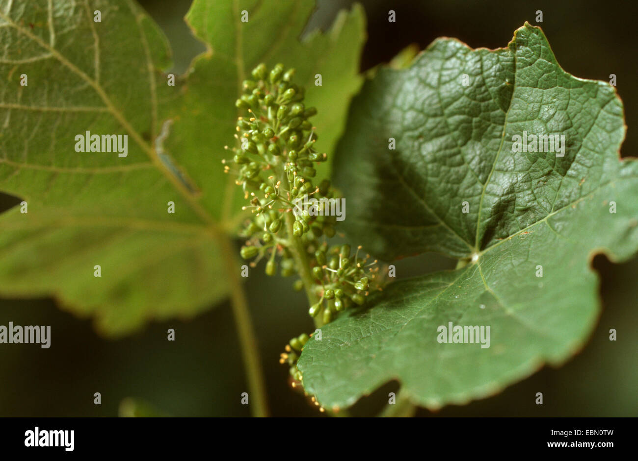 grape-vine, vine (Vitis vinifera), male inflorescence Stock Photo - Alamy